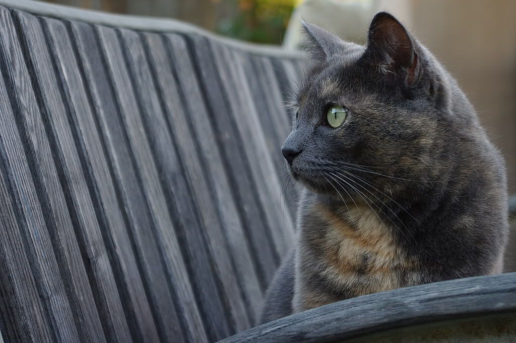 Kit Kat - PentaxForums.com